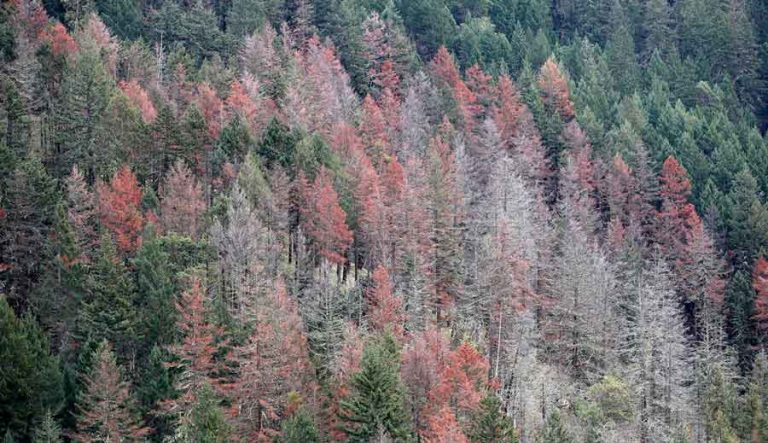'This is a call to action': BLM wants to log dead and dying trees in ...