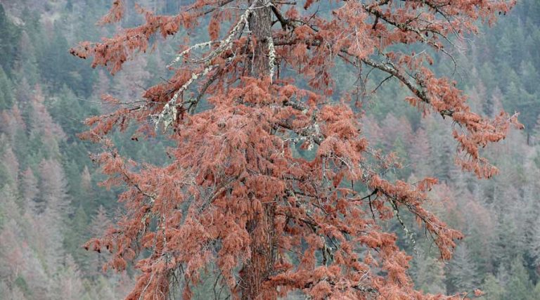 'This is a call to action': BLM wants to log dead and dying trees in ...