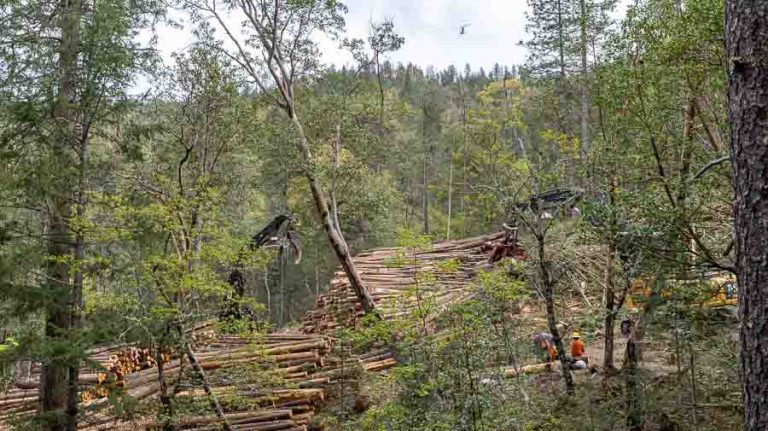 Ashland helicopter logging project on schedule and on budget - Ashland ...