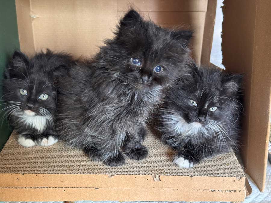 Catty Corner: "Miles for Meows" to help cats of the valley - Ashland ...