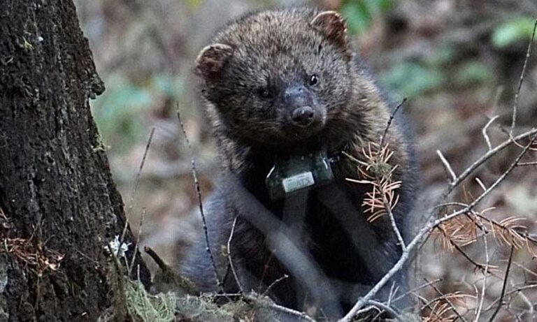 Ongoing fisher research in Southern Oregon now includes trapping and ...